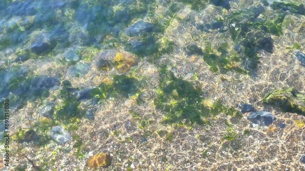 seaweed floating in clear shallow beach sea water texture with sunlight ...