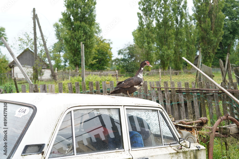 old car, vehicle, car in nature, village, rural landscape, retro car ...