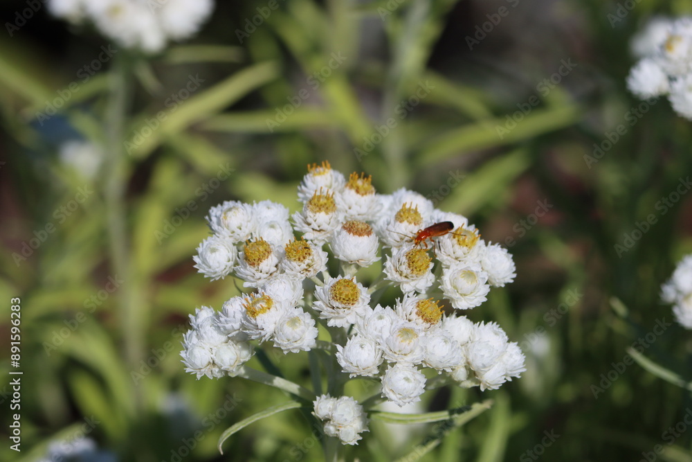 Sweden. Anaphalis margaritacea, commonly known as the western pearly ...