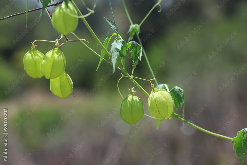 Cardiospermum halicacabum, known as the lesser balloon vine, balloon ...