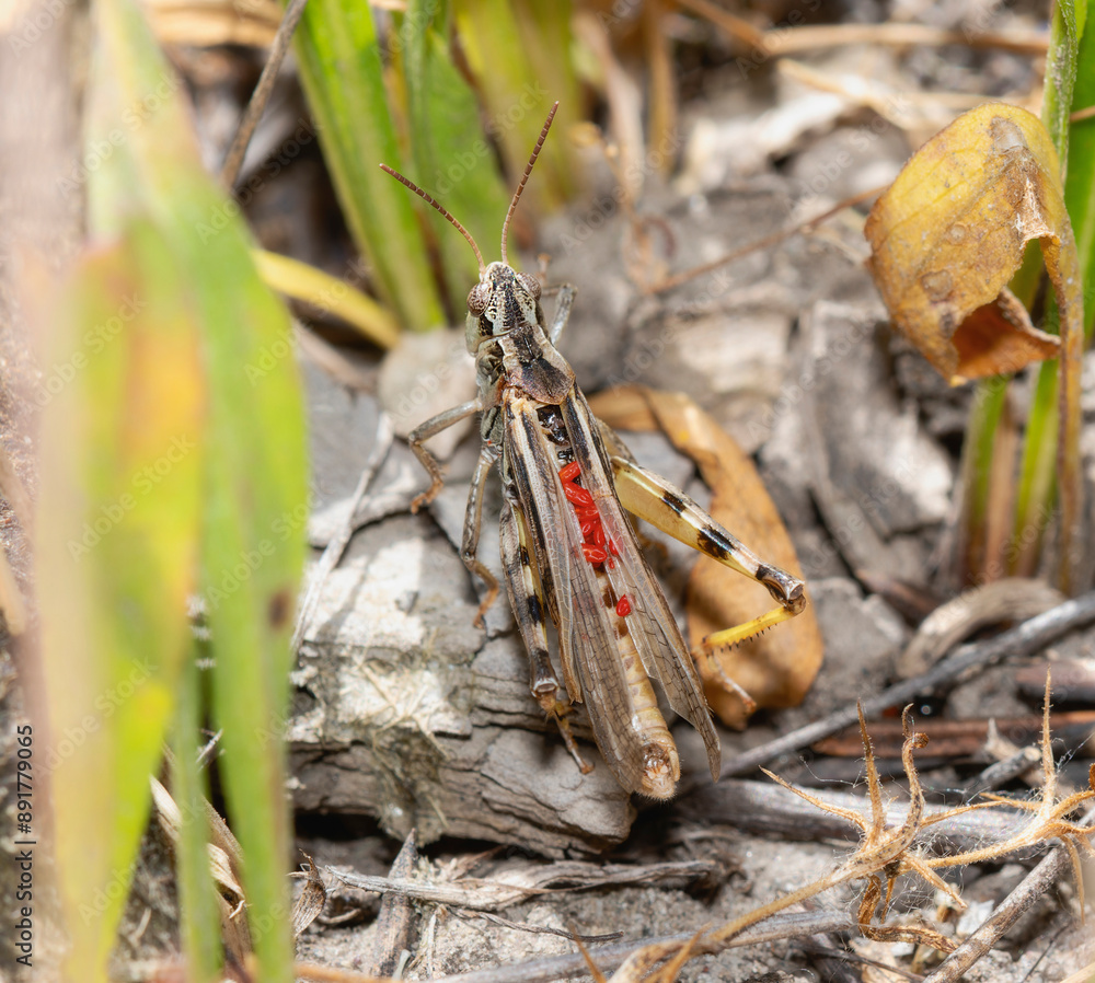Clear-Winged Grasshopper (Camnula pellucida) Infested With Mites (Genus ...