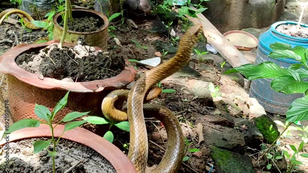 Two Indian rat snakes are mating in an abandoned place in the garden ...