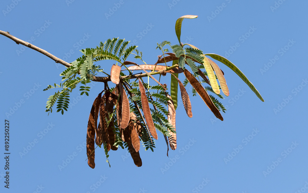 Fotografia do Stock: Dry bean pods of the lead tree (Leucaena ...