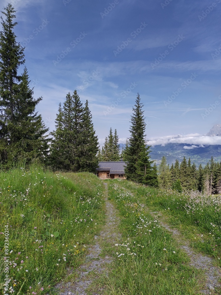 Pathway at blooming austrian alpine pasture at Hauser Kaibling in ...