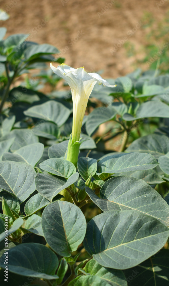 Datura or jimson weed flower closeup, Datura flower, also known as ...