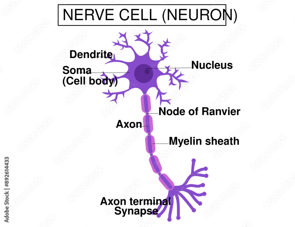 Structure of a motor neuron.Anatomy of nerve cell.Nervous system.Axon ...