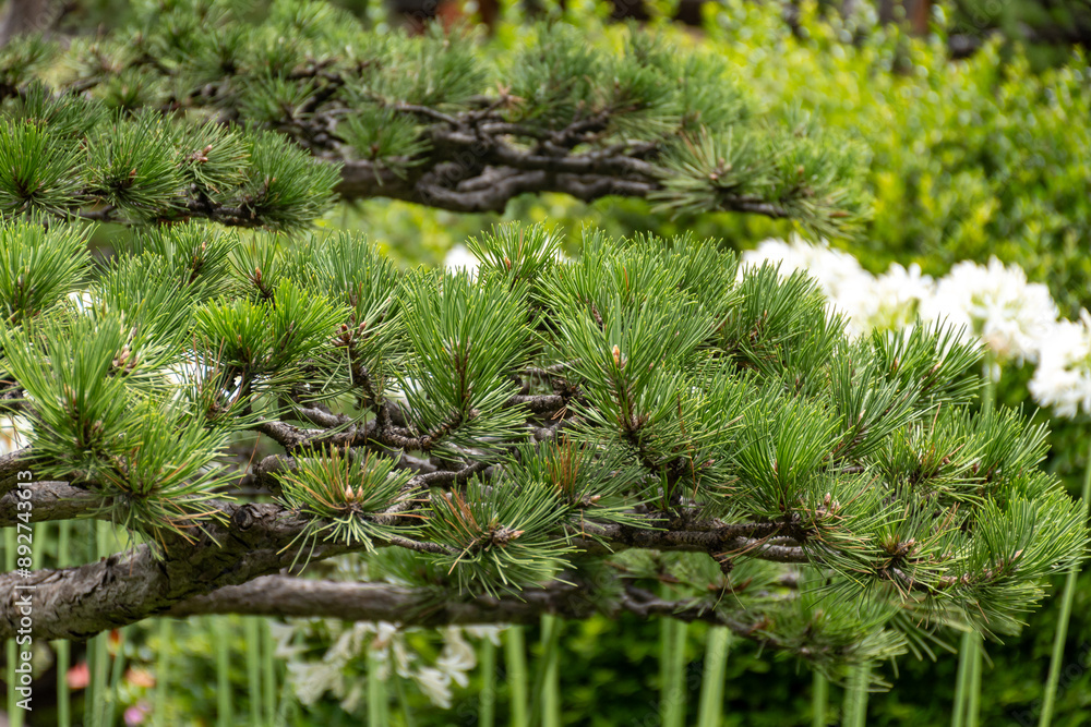 Landscape urban design, city park in Japan style with stones, bonsai ...