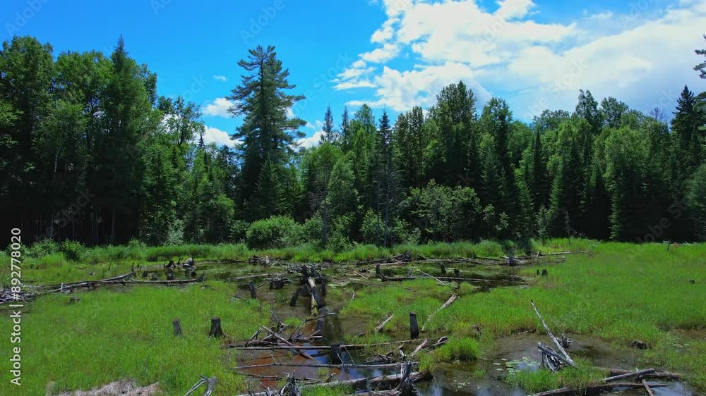 Land swamp and dry Spruce tree trunks rising from green watery surface ...