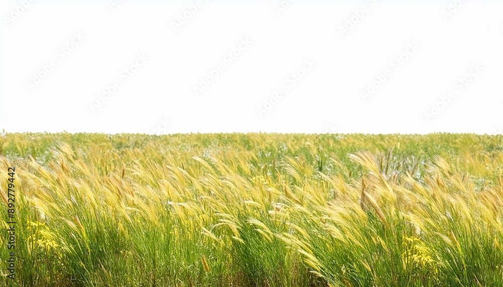 field of prairie dropseed sporobolus heterolepis grass isolated png on ...
