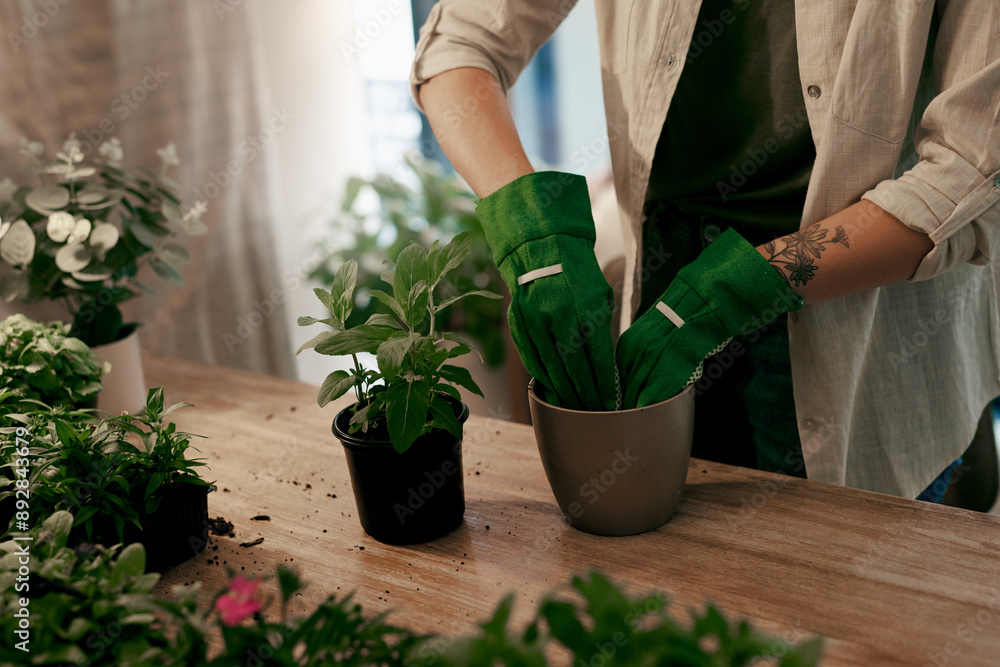 Person, potting plant and hands with gloves, horticulturist and botany ...