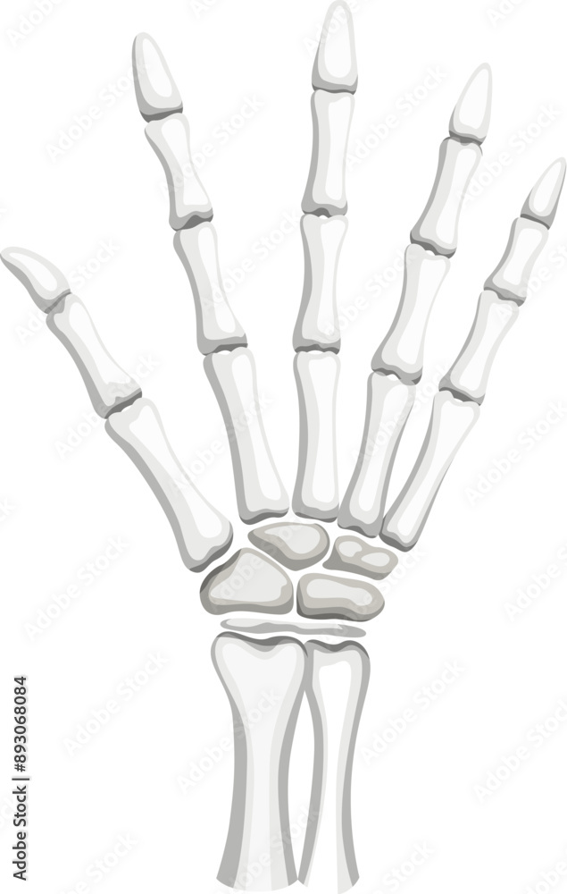 Skeleton hand gesture, isolated vector skeletal arm with long, slender ...