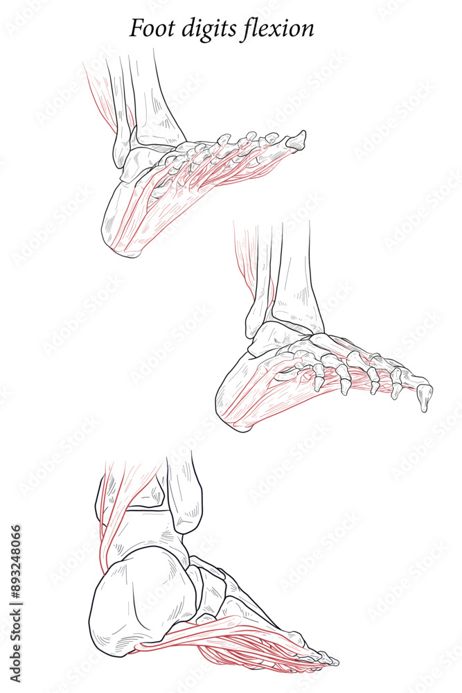Medical illustration of Foot digits flexion muscles acting on the foot ...