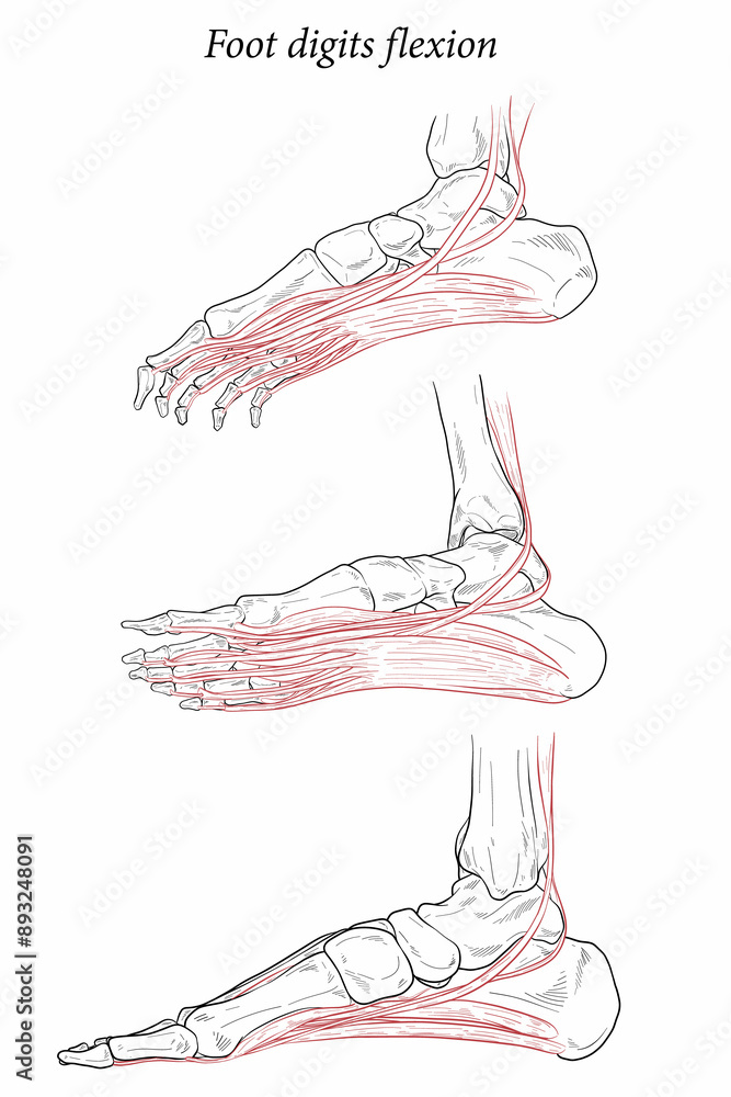 Medical illustration of Foot digits flexion muscles acting on the foot ...