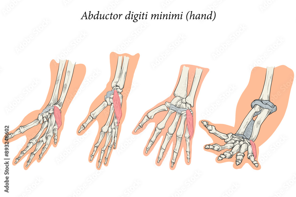 Medical illustration of the superficial muscle of the hand and is ...