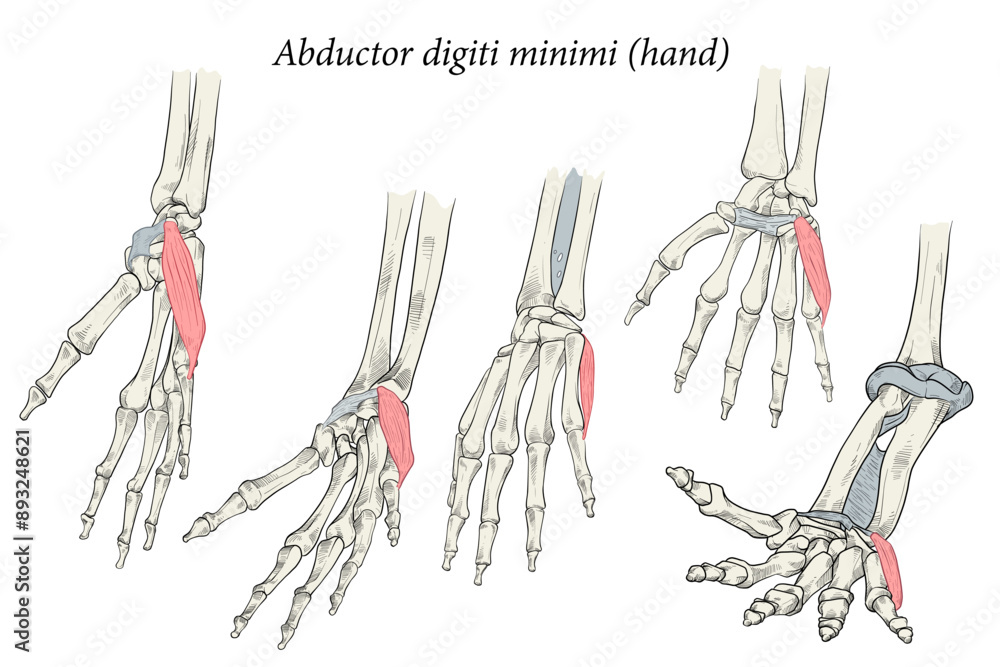 Medical illustration of the superficial muscle of the hand and is ...