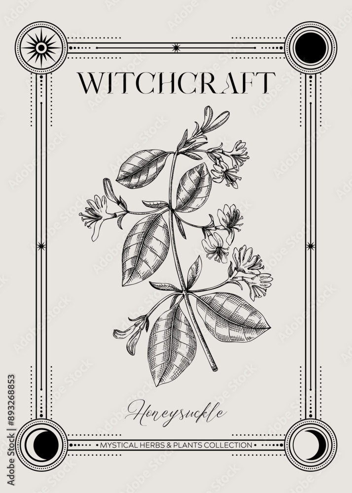 Antique apothecary label design. Angelica sketch. Medicinal herb hand ...