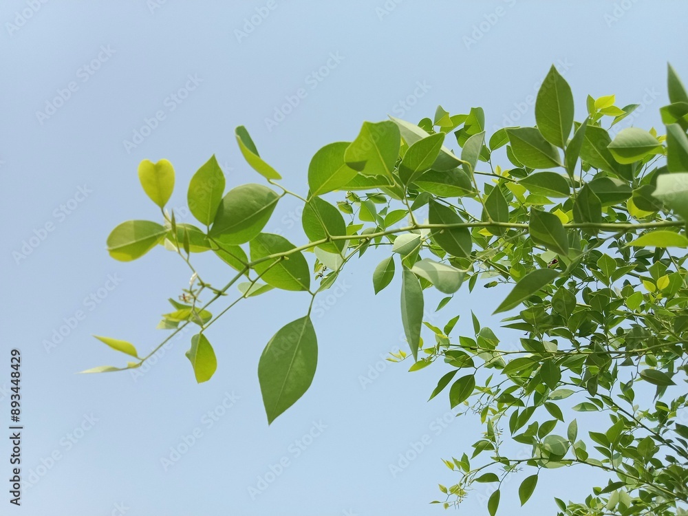 leaves pattern of dalbergia sissoo. North Indian rosewood leaves ...