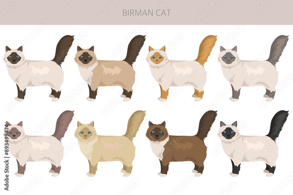 Birman Cat clipart. All coat colors set. All cat breeds characteristics ...