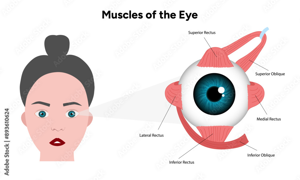 Muscles of the eye diagram with woman Stock Vector | Adobe Stock