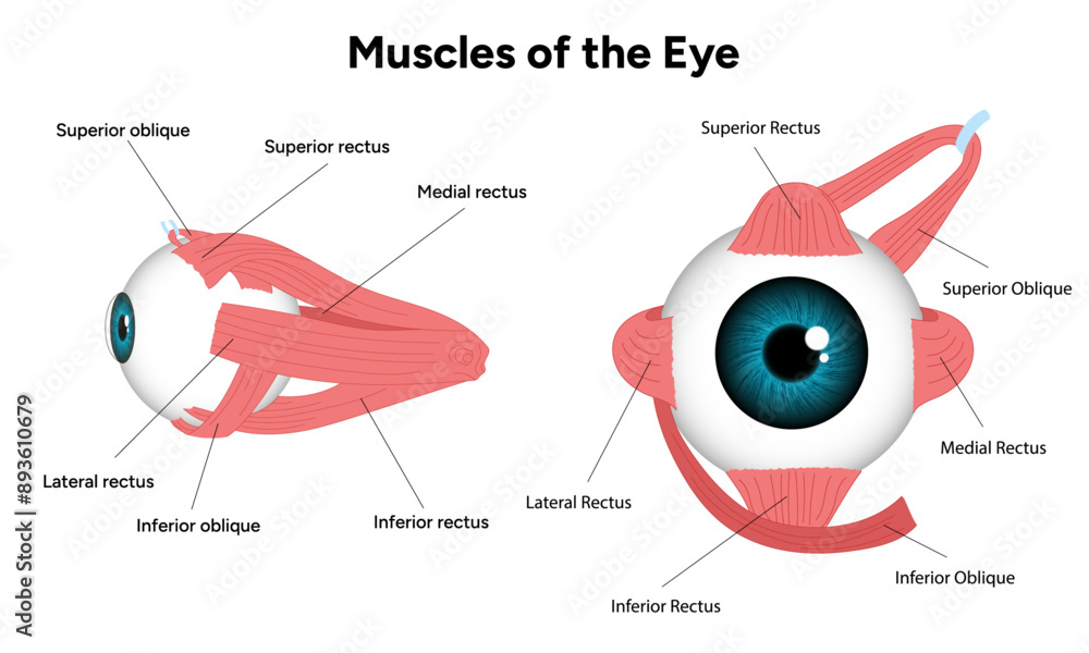 Muscles of the eye diagram medical infographic Stock Vector | Adobe Stock
