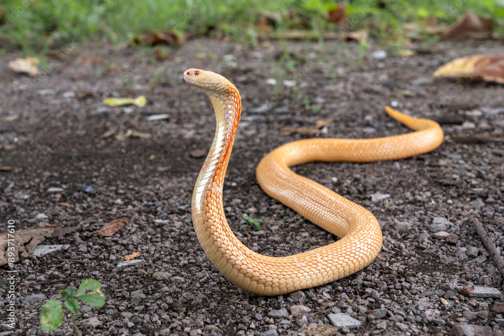 Albino Monocled Cobra - Naja kaouthia raised its hood on the ground in ...