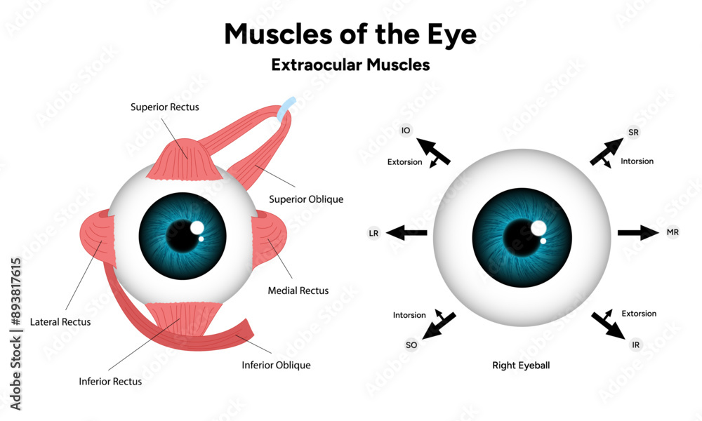 Muscles of the eye diagram medical infographic Stock Vector | Adobe Stock