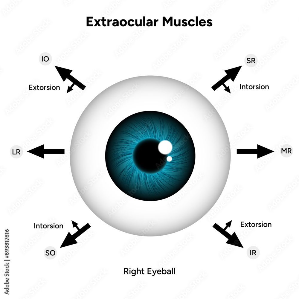 Muscles of the eye diagram medical infographic Stock Vector | Adobe Stock
