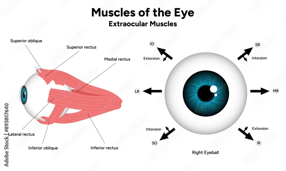 Muscles of the eye diagram medical infographic Stock Vector | Adobe Stock