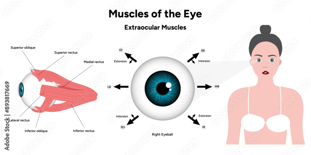Muscles of the eye diagram medical infographic with human zoom eye ...