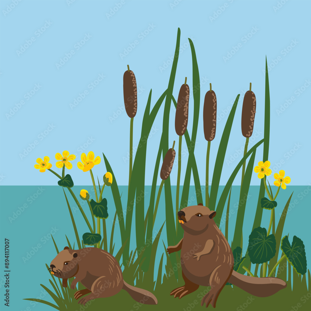 vector drawing beavers and lesser bullrush, cartoon animals and water ...