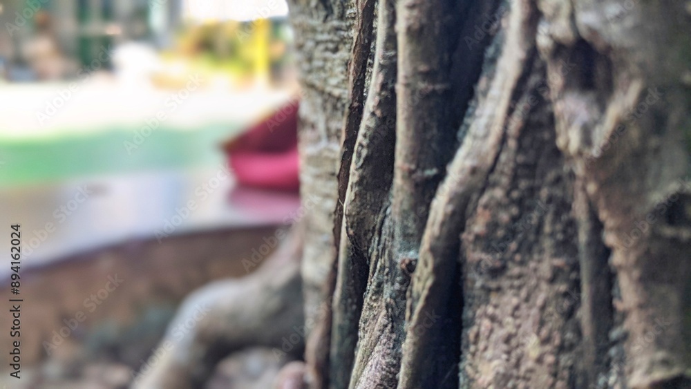 Close up photo of a banyan tree trunk wrapped around its roots. The ...