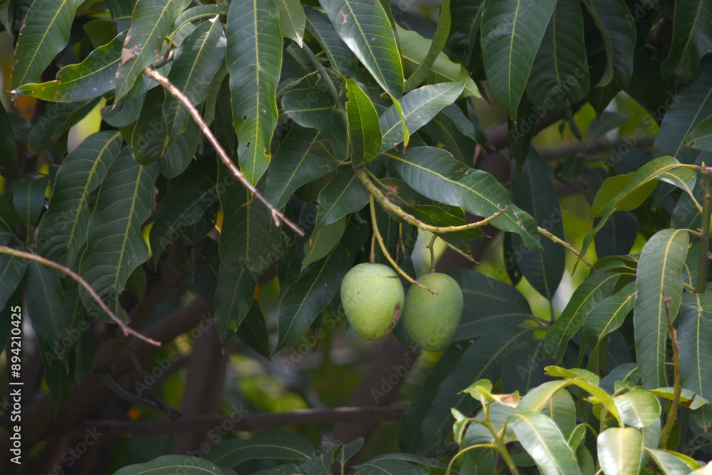 Unripe Green mangoes hanging on Branch. Fresh green mango on tree ...