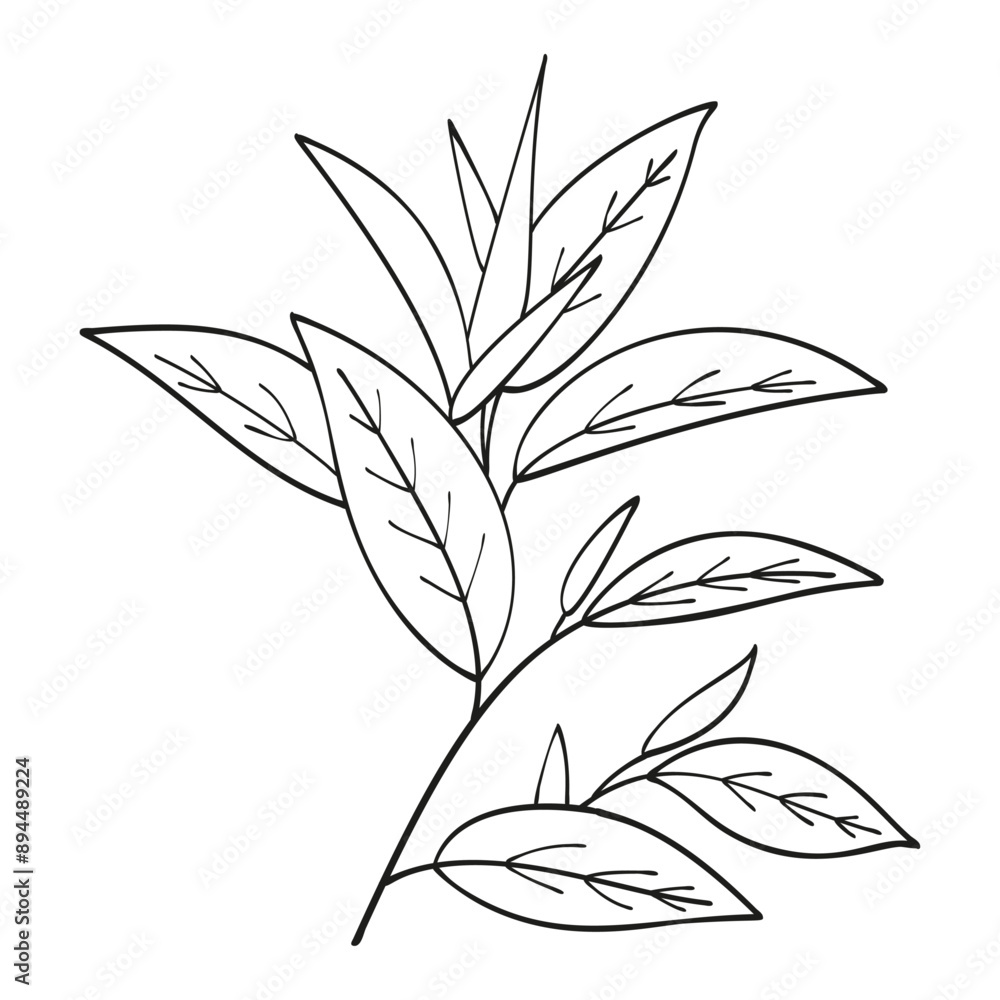 Autumn summer twig sprout tree plant with wide leaves one black line ...