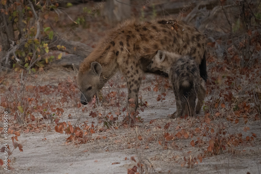 Hyena, detail portrait. Spotted hyena, Crocuta crocuta, angry animal ...
