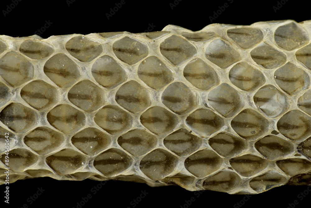 Snake skin close up after being shed by a growing snake with its unique ...