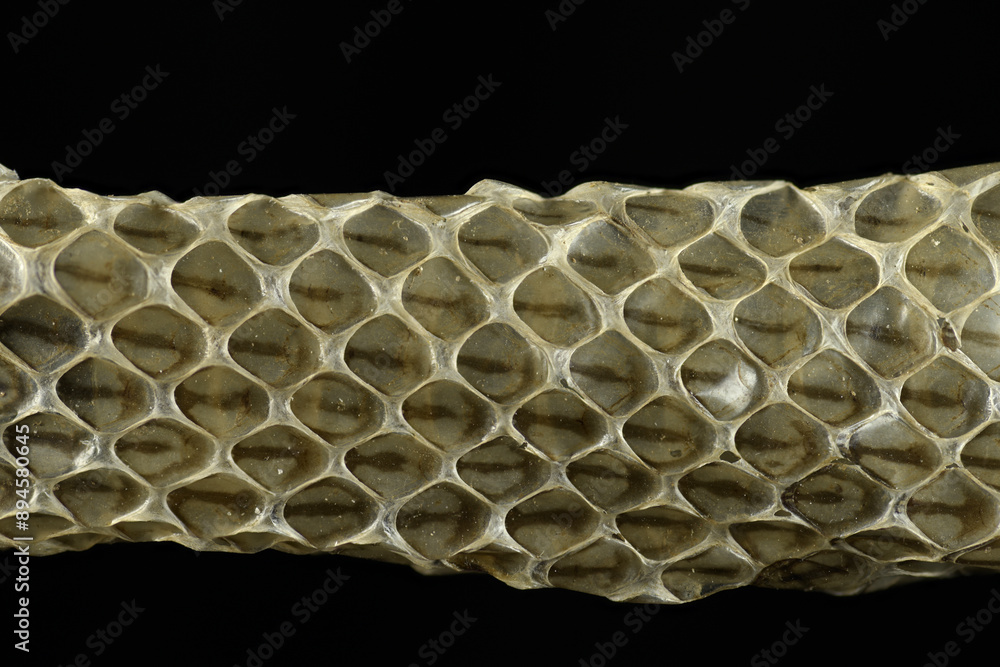 Snake skin close up after being shed by a growing snake with its unique ...