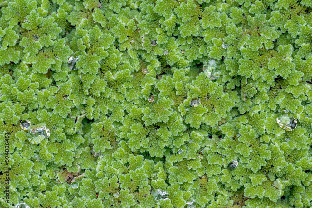 Green Azolla microphylla. Used as an ingredient in animal feed and as ...