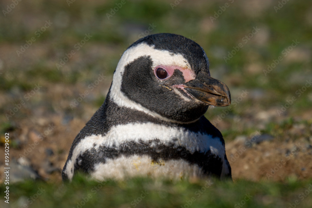 Magellanic penguin (Spheniscus magellanicus) nestles in burrow in ...