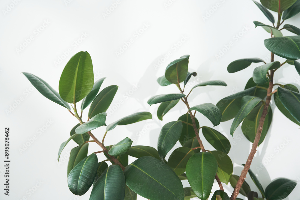 Indoor plants with ficus Elastica. Rubber flower close-up. A beautiful ...