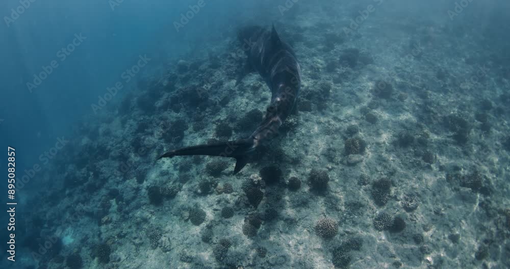 Tiger shark swimming underwater near sea bottom in ocean. Shark diving ...