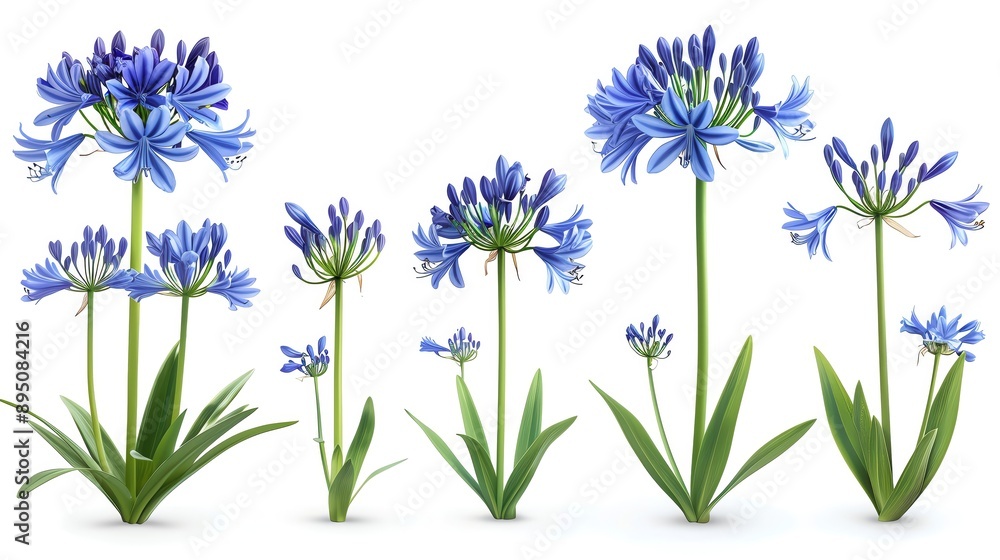 Agapanthus plant from small plant to fullgrown compare difference real ...