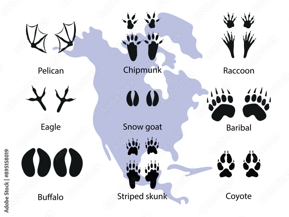 Paw prints of North American animals. Different wild animals footprints ...