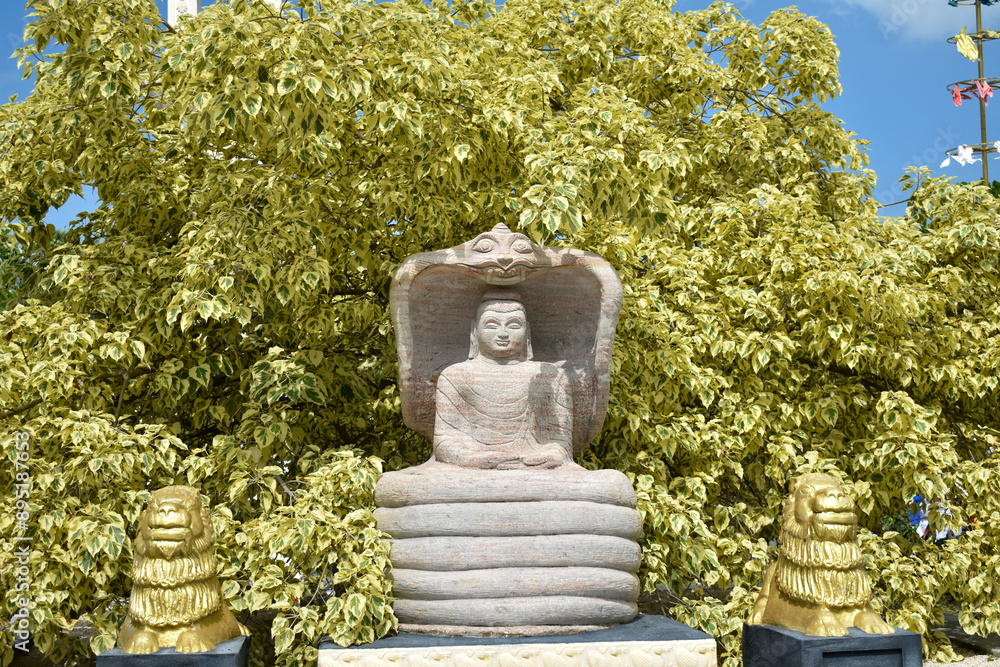 White Bodhi Tree with Statue of Lord Buddha at Nagadeepa Purana Vihara ...