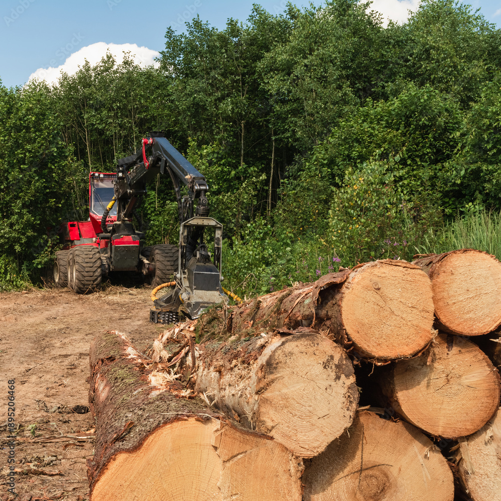 Red Timber harvester machine at work of a plantation. Wheeled harvester ...