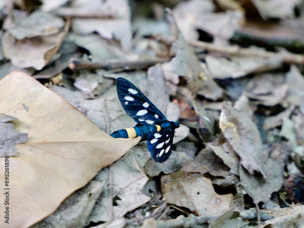 The nine-spotted moth or yellow belted burnet (Amata phegea, formerly ...
