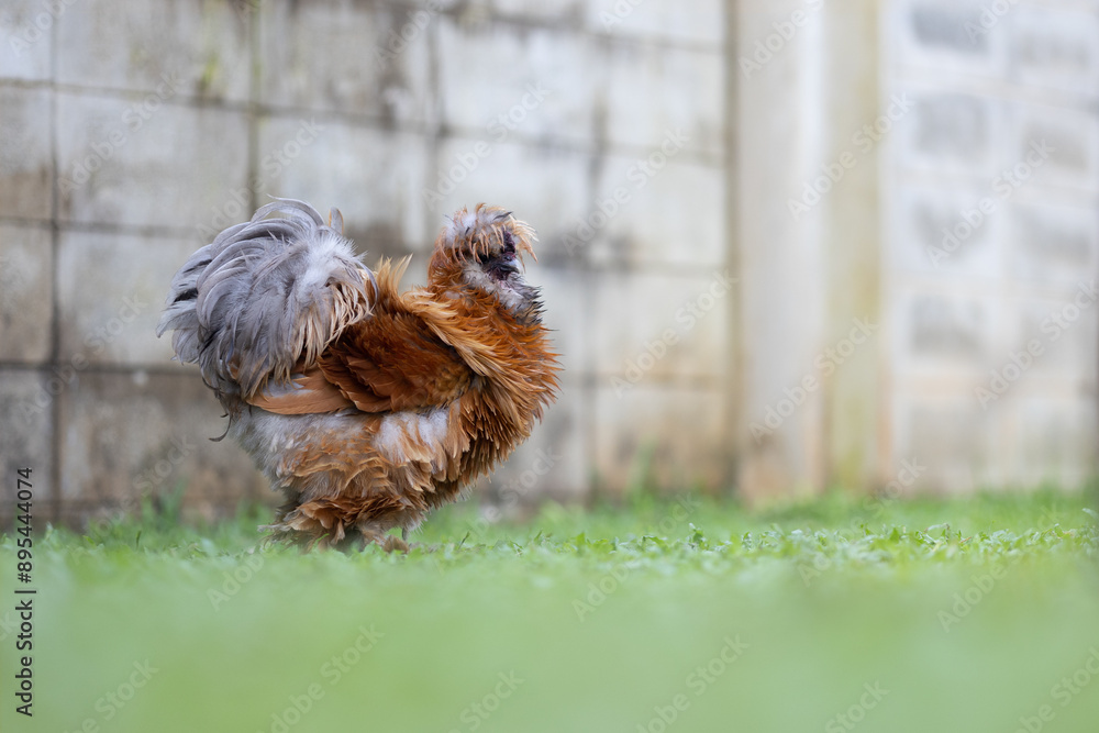 Silkie is a breed of chicken named for its atypically fluffy plumage ...
