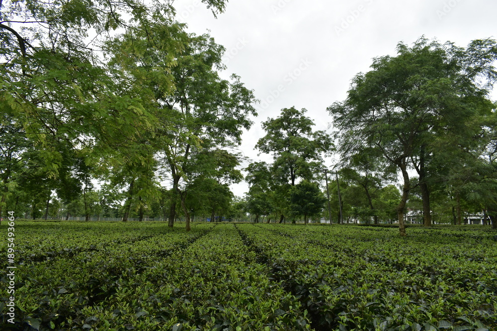 Monabarie Tea Estate at Biswanath District of Assam is Asia's Largest ...