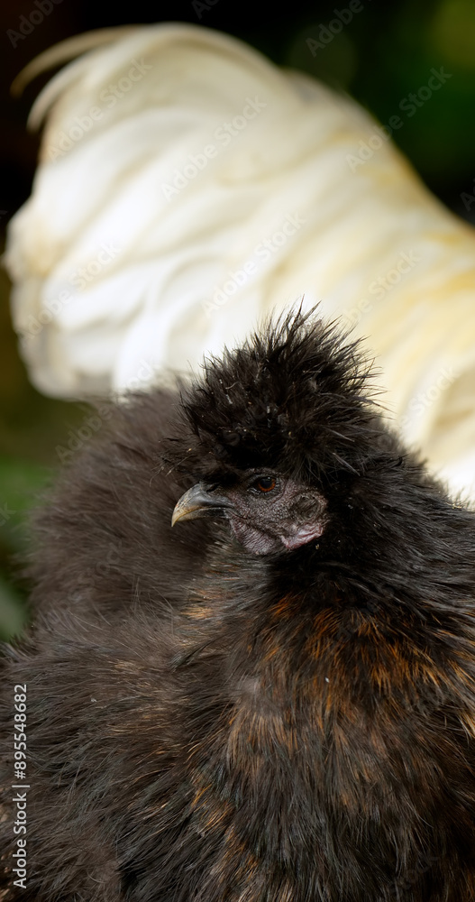 Black Chinese Silkie Chicken is a breed of chicken named for its ...