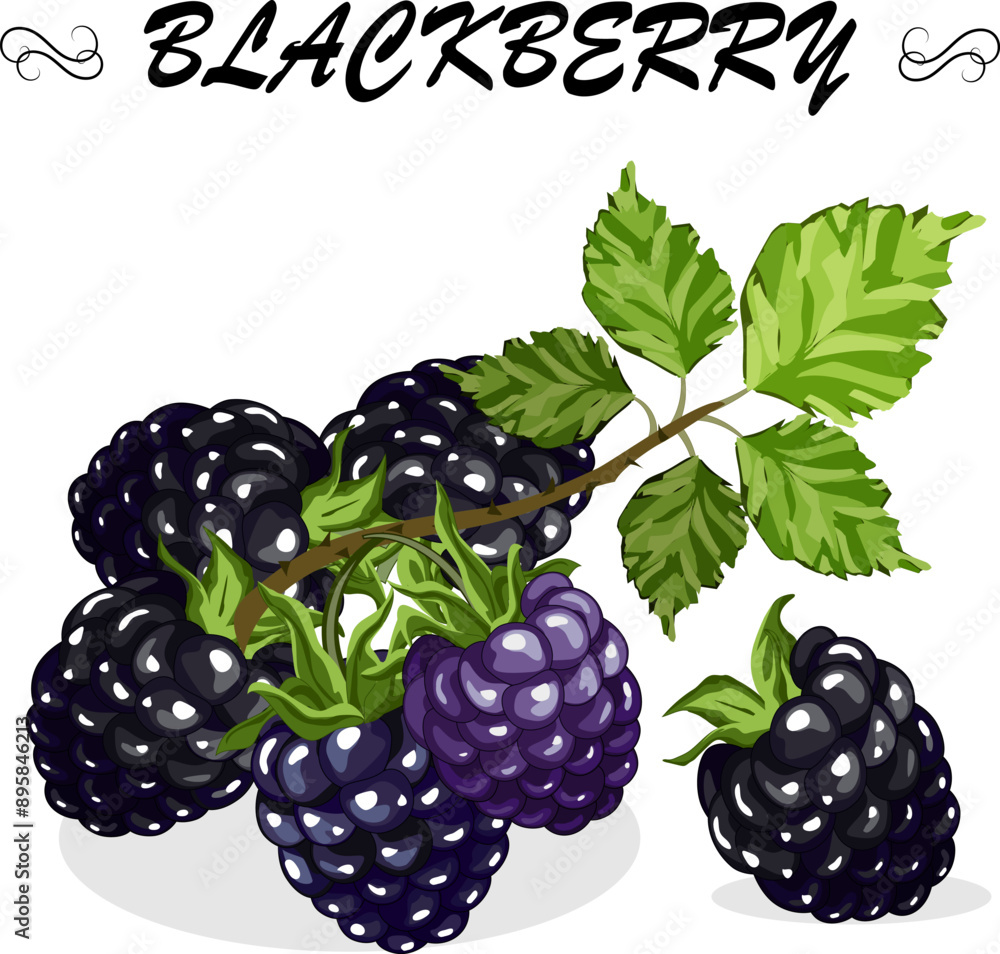 Vector illustration with blackberry.Branch with blackberries on a ...