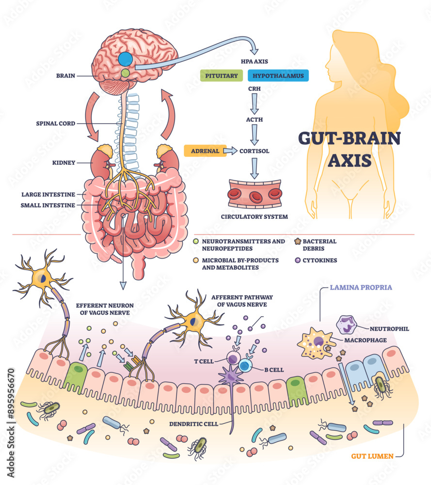 Gut brain axis and body digestive system impact to brain outline ...